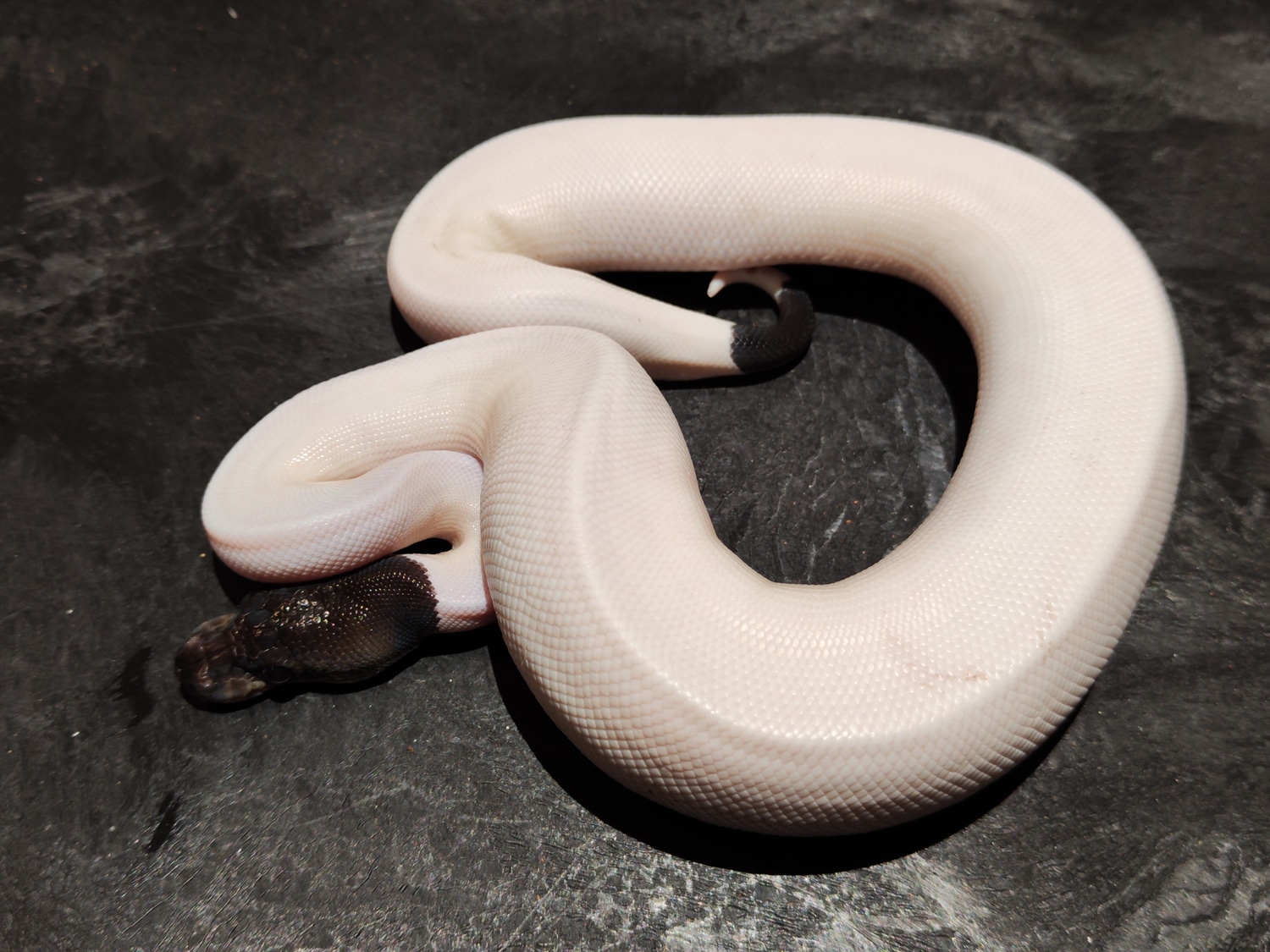 Hamm Discount - Panda Piebald Ball Python by Lionheart Snakes - MorphMarket