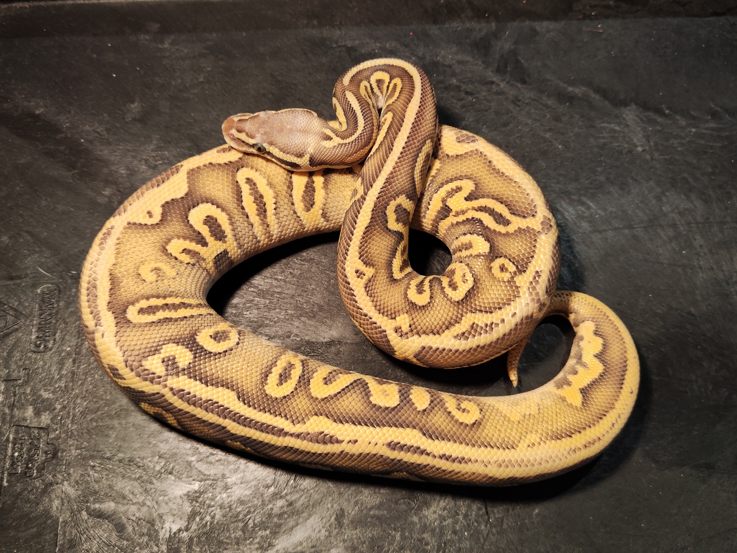 Hamm Special - Firefly Leo Mojave Het Clown Pos Red Stripe Ball Python ...