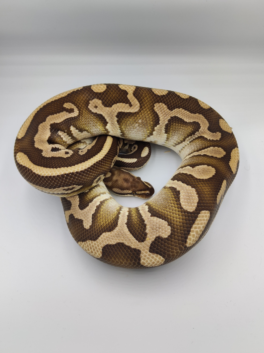 Leopard Lesser DH Clown DG Pos Piebald Ball Python by Lionheart Snakes ...