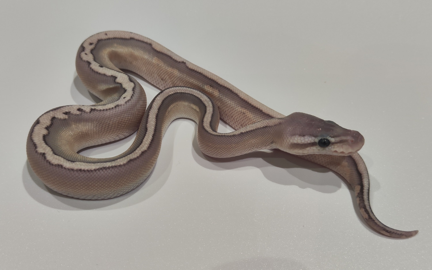 Cypress Red Stripe Pewter YB Hypo Ball Python by Lionheart Snakes ...