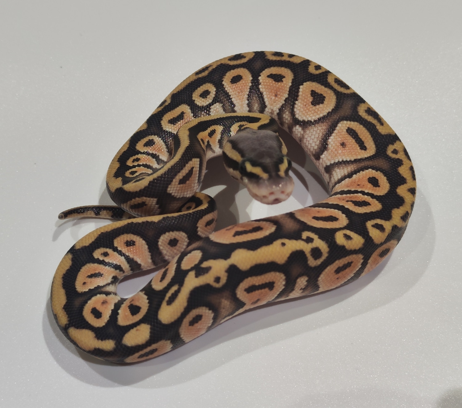Cypress Pastel Hypo Ball Python by Lionheart Snakes - MorphMarket