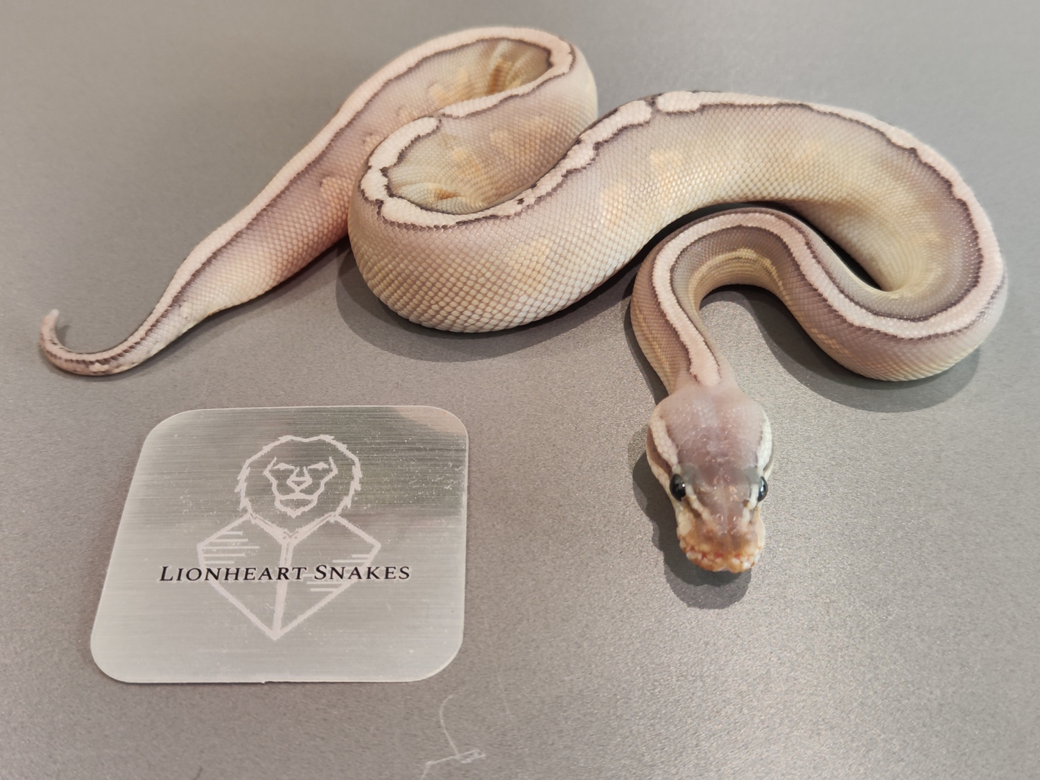Hamm Special - Cypress Red Stripe Pewter Hypo Pos YB Ball Python by ...