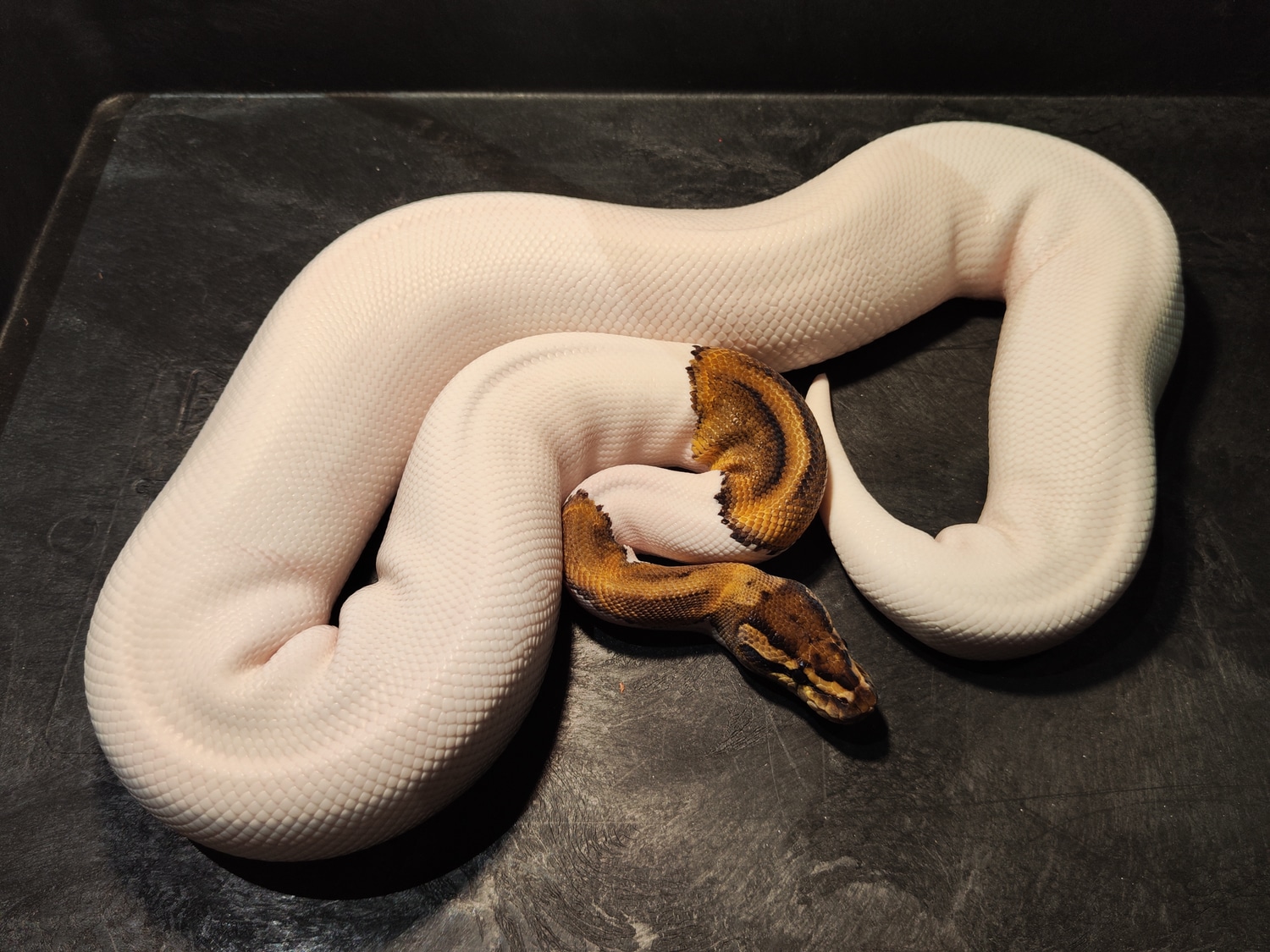 Special Piebald Ball Python by Lionheart Snakes - MorphMarket