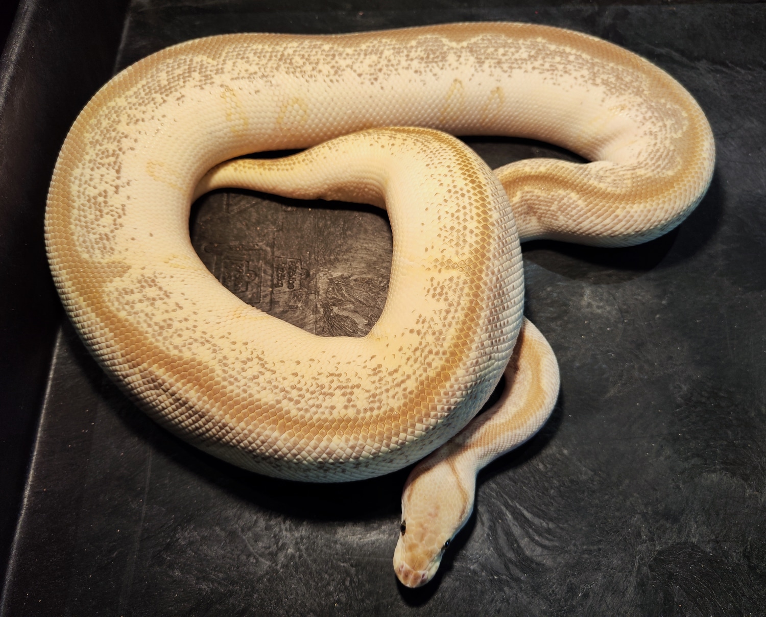 Spider Lesser Clown Pos Bongo Pos Spotnose Ball Python by Lionheart ...