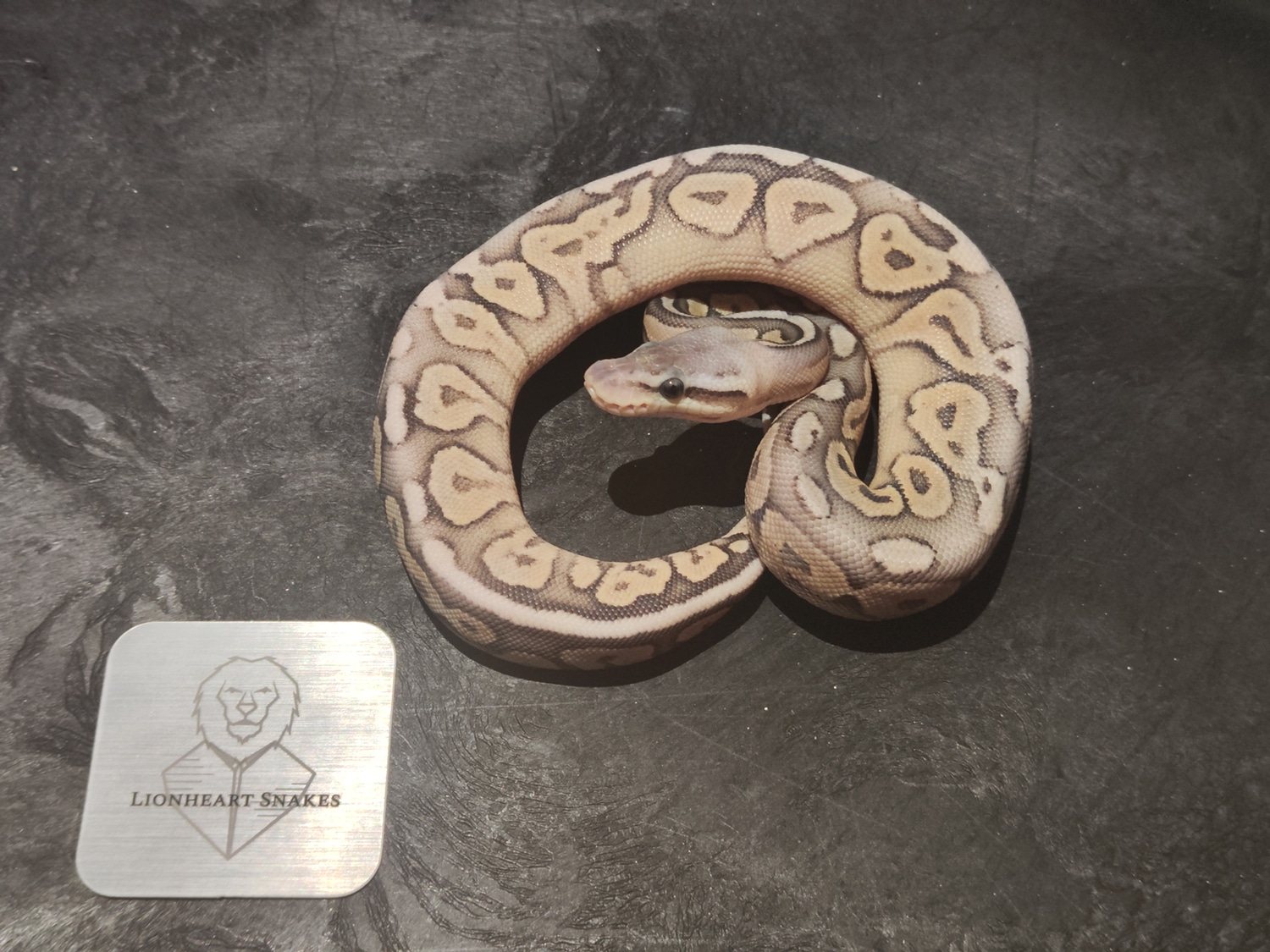 Pewter Hypo Ball Python by Lionheart Snakes - MorphMarket