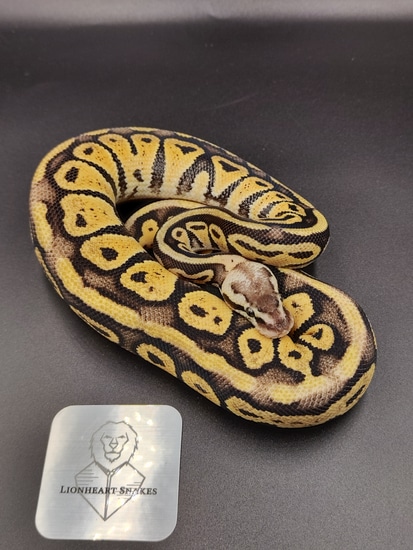 Redhead Pastel DH Hypo Clown Ball Python by Lionheart Snakes