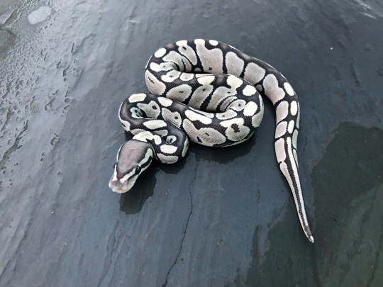 True Ghost Ball Python by Y-knot Reptiles