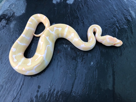 Albino Enchi HP Ball Python by Y-knot Reptiles - MorphMarket