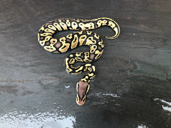 Pastel (100% Het Hypo/VPi Axanthic) Ball Python by Y-knot Reptiles ...