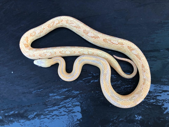 Albino River Rd Trans Pecos Trans-Pecos Rat Snake by Y-knot Reptiles