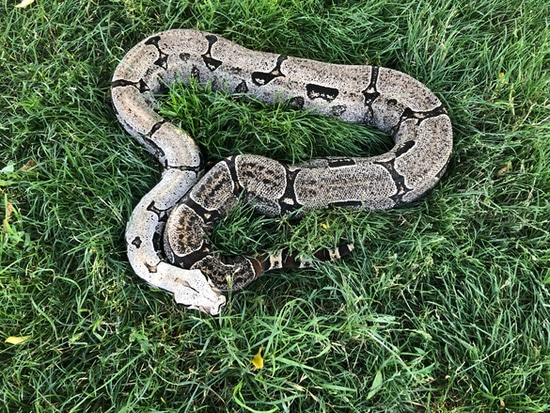 Silverback F1 True Red-Tailed Boa Constrictor by Y-knot Reptiles