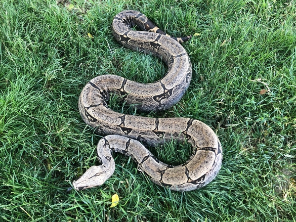 Silverback F2 True Red-tailed Boa Constrictor by Y-knot Reptiles ...