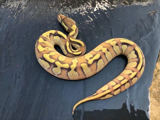 Enchi Mojave Fire Ball Python by Y-knot Reptiles