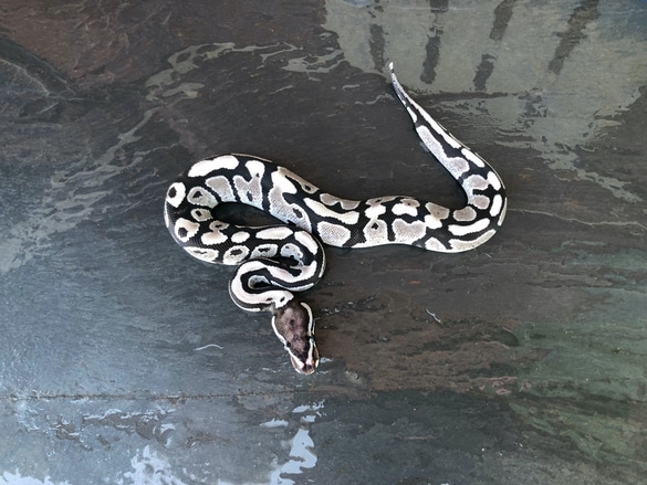VPI Axanthic Fire M2 Ball Python by Y-knot Reptiles - MorphMarket