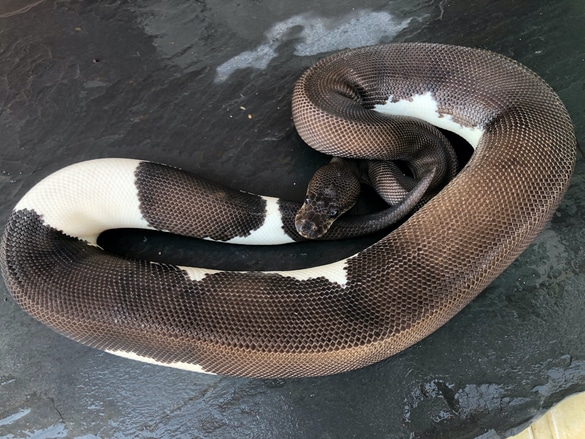 SUPER BLACK PASTEL 100% Het PIED Ball Python by Y-knot Reptiles ...