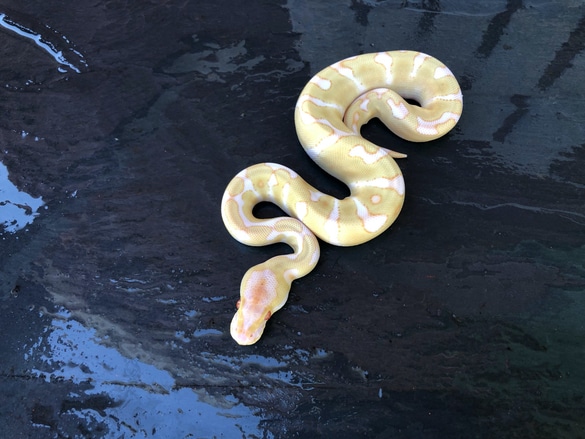 Albino Enchi 100% Het Pied F1 Ball Python by Y-knot Reptiles - MorphMarket