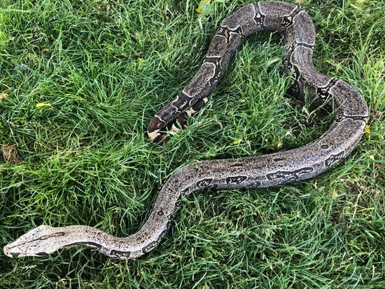 Silverback Bolivian Boa Short-Tailed Boa Constrictor by Y-knot Reptiles