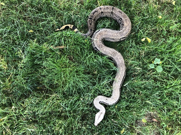 Silverback Bolivian Boa Patternless Short-tailed Boa Constrictor by Y ...