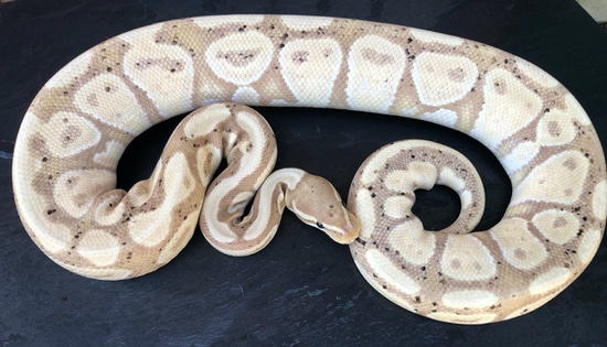 Banana Het Ultramel Ball Python by Y-knot Reptiles