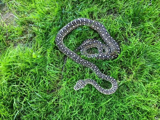 Diamond Male Diamond Carpet Python by Y-knot Reptiles