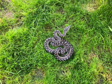 Diamond Female Diamond Carpet Python by Y-knot Reptiles