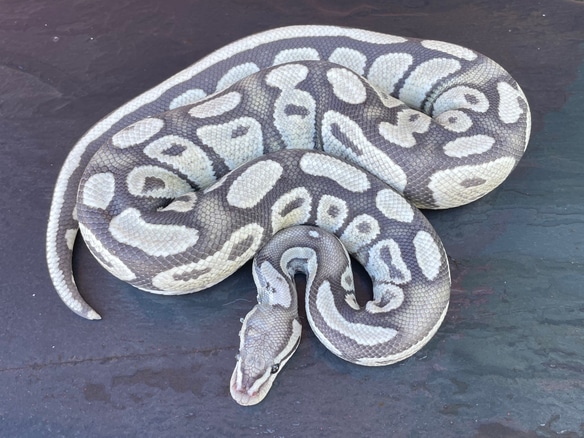 Fire Vpi True Ghost Ball Python by Y-knot Reptiles - MorphMarket