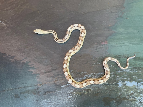 Triple Het Trans-Pecos Rat Snake by Y-knot Reptiles - MorphMarket