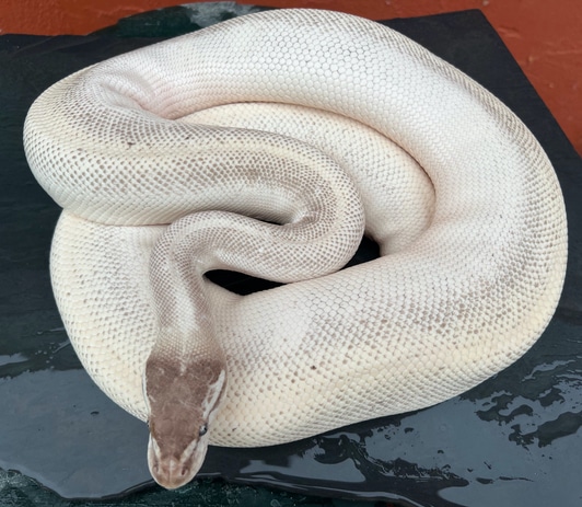 Super Mojave Ball Python by Y-knot Reptiles - MorphMarket