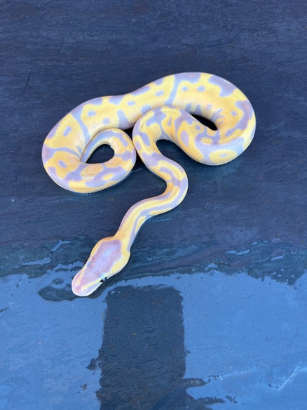 SUPER Banana Enchi Ball Python by Y-knot Reptiles - MorphMarket