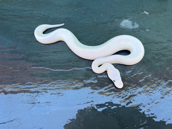 VPI Axanthic Black-Eyed Lucy F1 Ball Python by Y-knot Reptiles