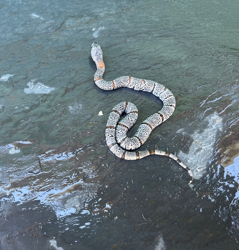 River Rd Alterna M2 Gray-Banded Kingsnake by Y-knot Reptiles