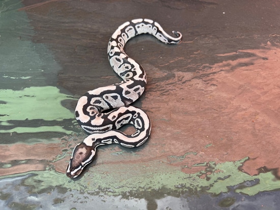 2VPI Axanthic Fire M2 Ball Python by Y-knot Reptiles