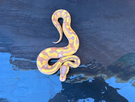 Banana Enchi YB M2 Ball Python by Y-knot Reptiles