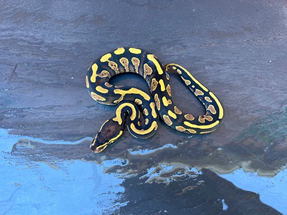 Yellow Belly F2 Ball Python by Y-knot Reptiles - MorphMarket