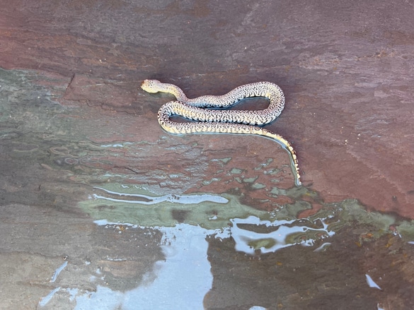Patternless River Rd Gray-banded Kingsnake by Y-knot Reptiles - MorphMarket