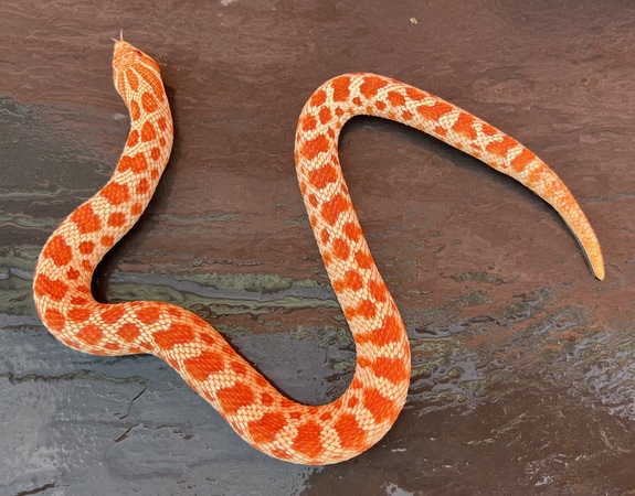 Extreme RED Albino Pair Western Hognose by Y-knot Reptiles - MorphMarket