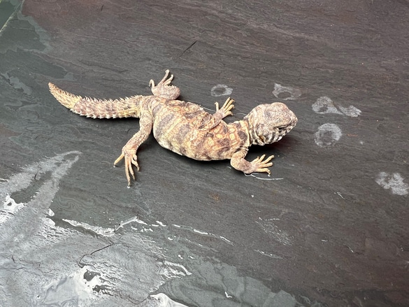 Ornate More Lizard by Y-knot Reptiles - MorphMarket