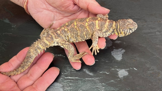 Ornate More Lizard by Y-knot Reptiles