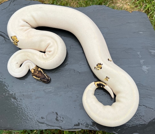 Paradox Ivory Breeding Group SPECIAL ONLY $1500 For ALL FIVE Ball ...