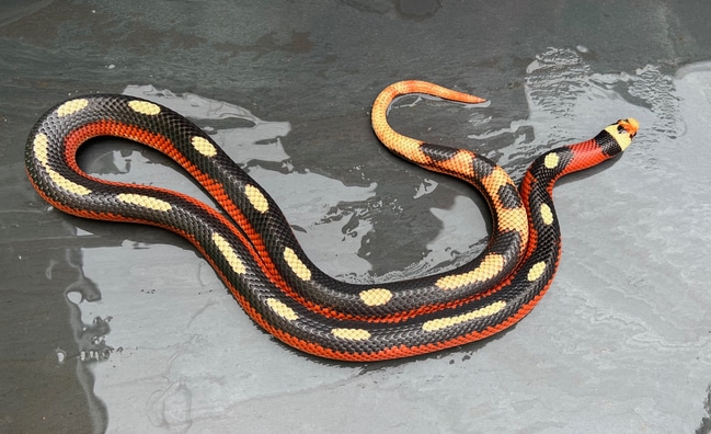 Splotched Breeder Female Sinaloan Milk Snake by Y-knot Reptiles ...