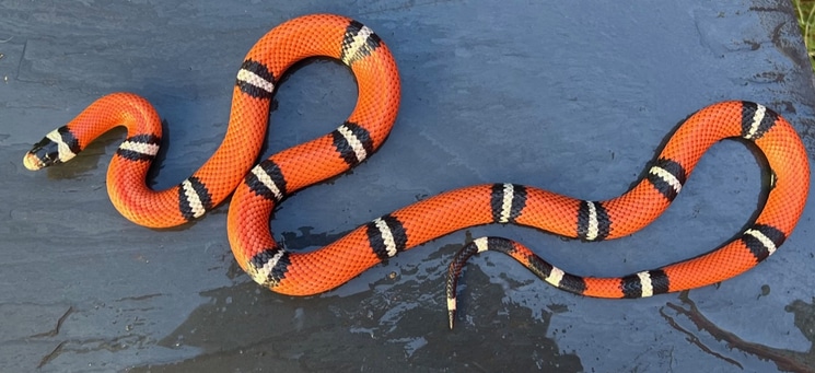 Cosala Locality Young Adult Female Sinaloan Milk Snake by Y-knot ...