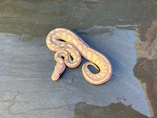 True Ghost (Vpi Axanthic) Pastel Fire....free Shipping Ball Python by Y ...
