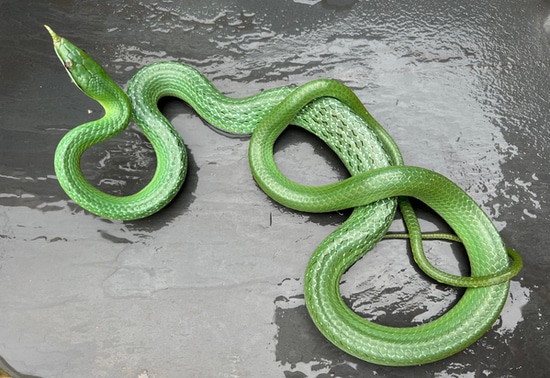 RHYNO Ratsnakes Young Adult Pair Other Rat Snake by Y-knot Reptiles