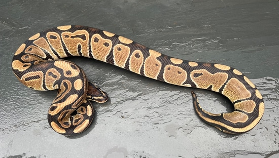 VOLTA Captive Hatched Two FEMALES Available Ball Python by Y-knot Reptiles