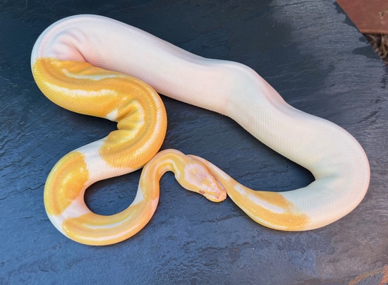 Albino Pied Ball Python by Y-knot Reptiles