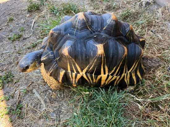Radiated Tortoise by Y-knot Reptiles