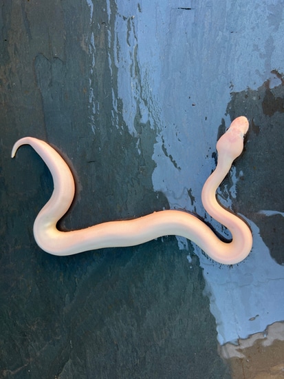 VPI Axanthic Super Fire (Black-eyed Lucy) Ball Python by Y-knot Reptiles