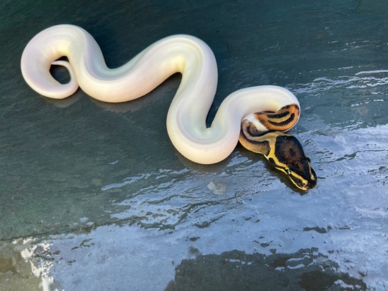 High White Pied 100% Het Albino F4 Ball Python by Y-knot Reptiles