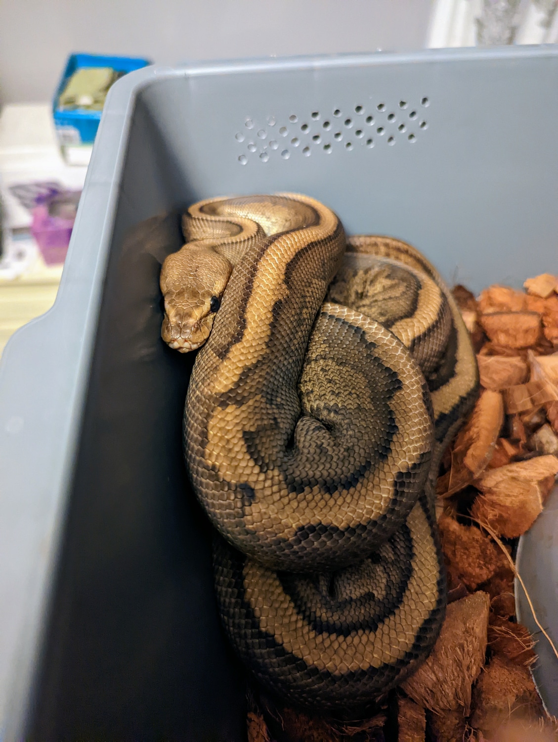 Chocolate Mahogany Pinstripe 100% Het DG 100% Het Pie Bald Ball Python ...