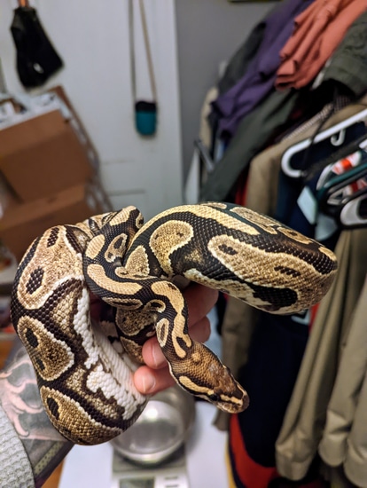 Lace Ball Python by I Love My Balls Reptiles, Llc.